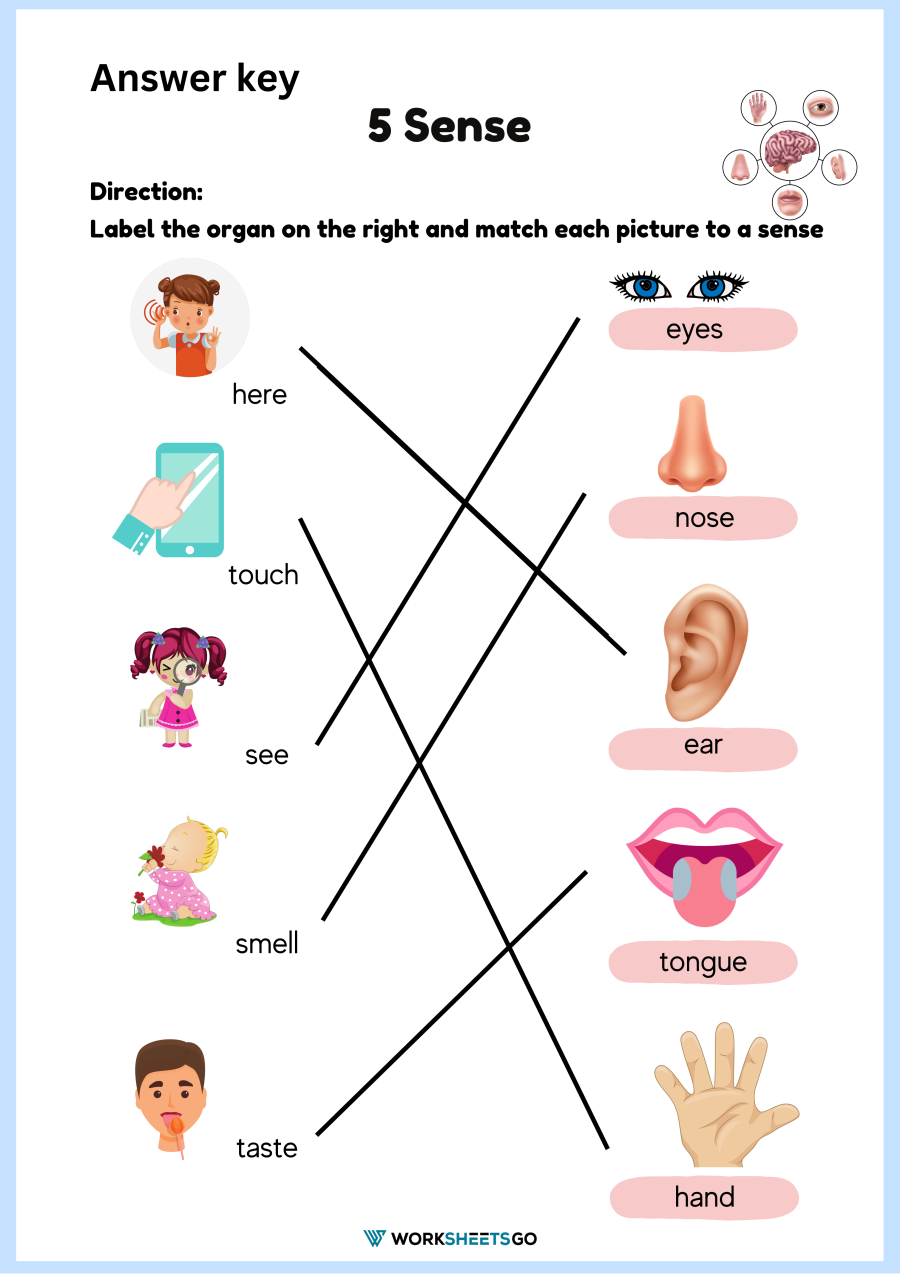 5 Sense Worksheets WorksheetsGO