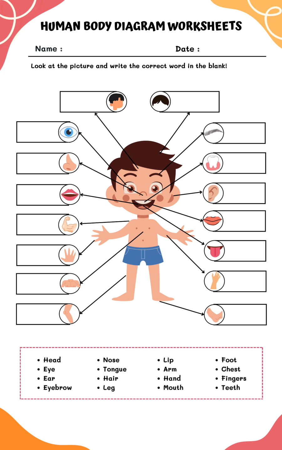 Skeletal System Diagram Worksheets WorksheetsGO